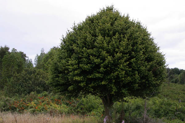 MAÑÍO (Podocarpus salignus) - Rou Chile